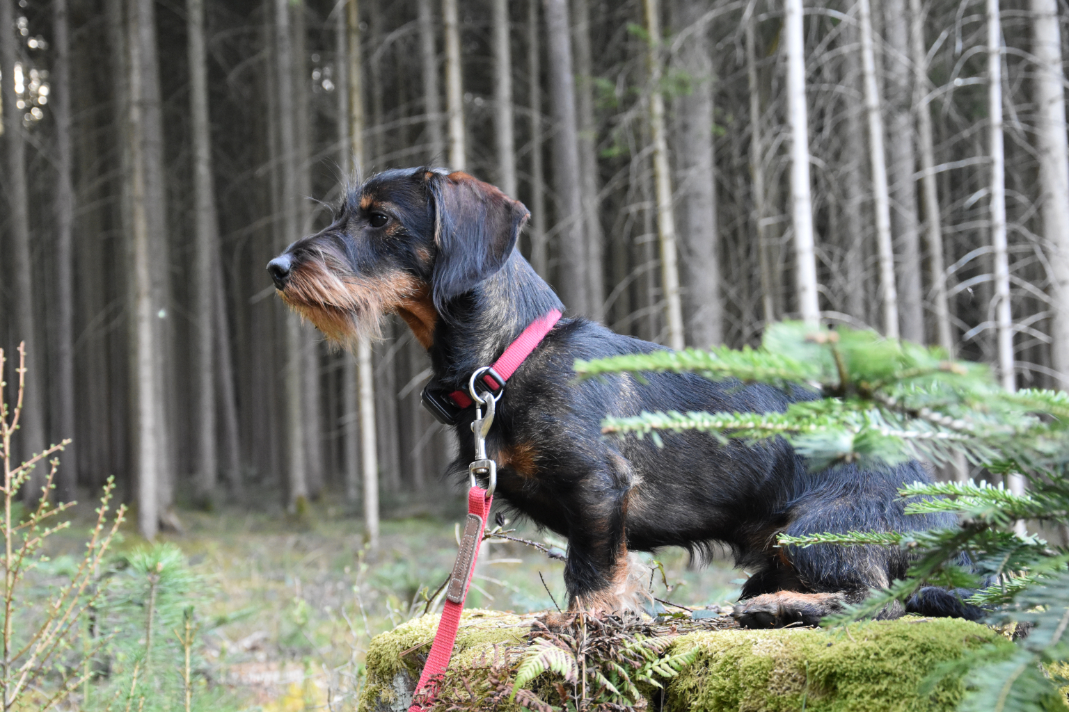 11 – Christina Baumgartner | Verein für Jagdteckel e.V.